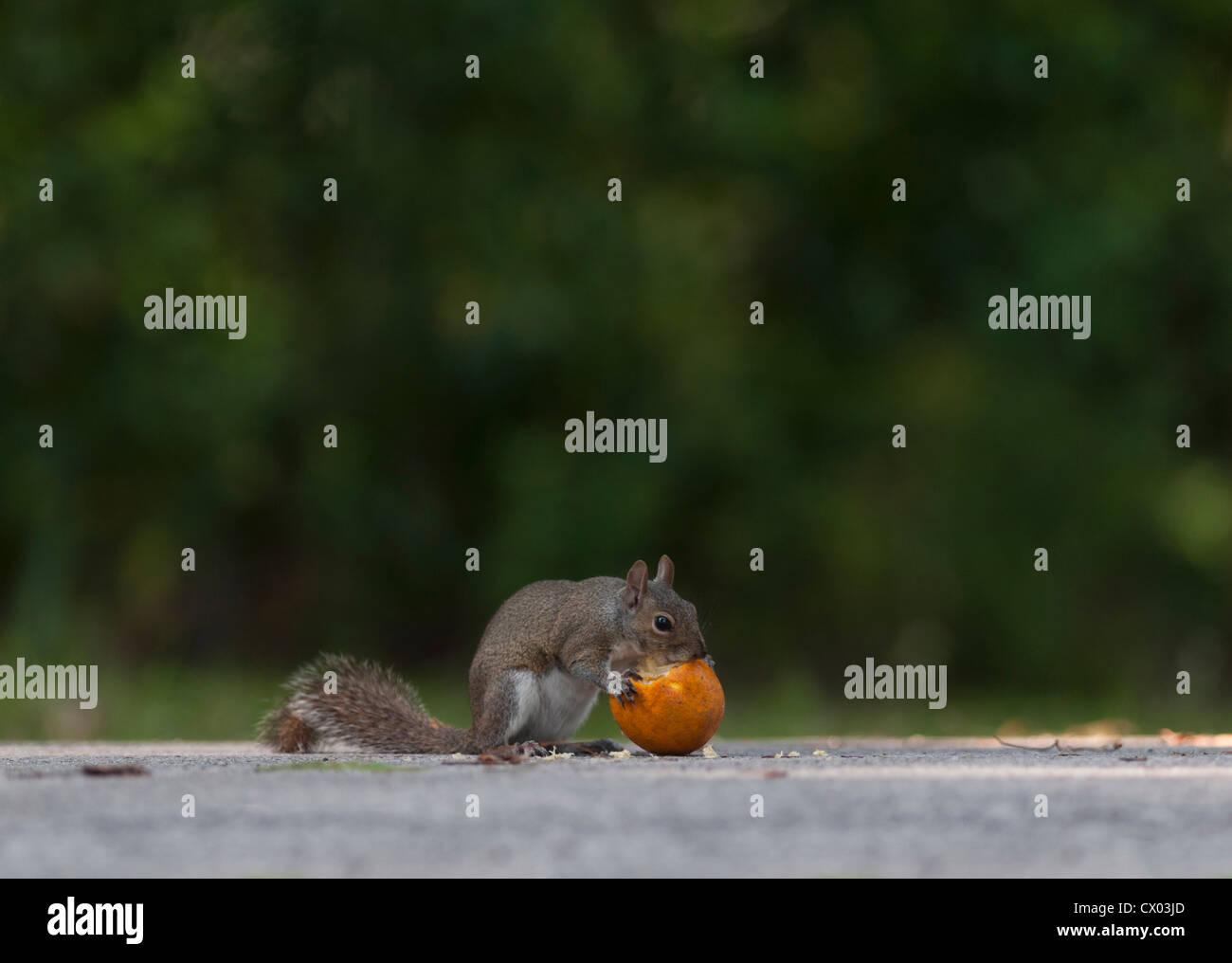 A wild Squirrel with a freshly picked orange from an citrus tree in ...
