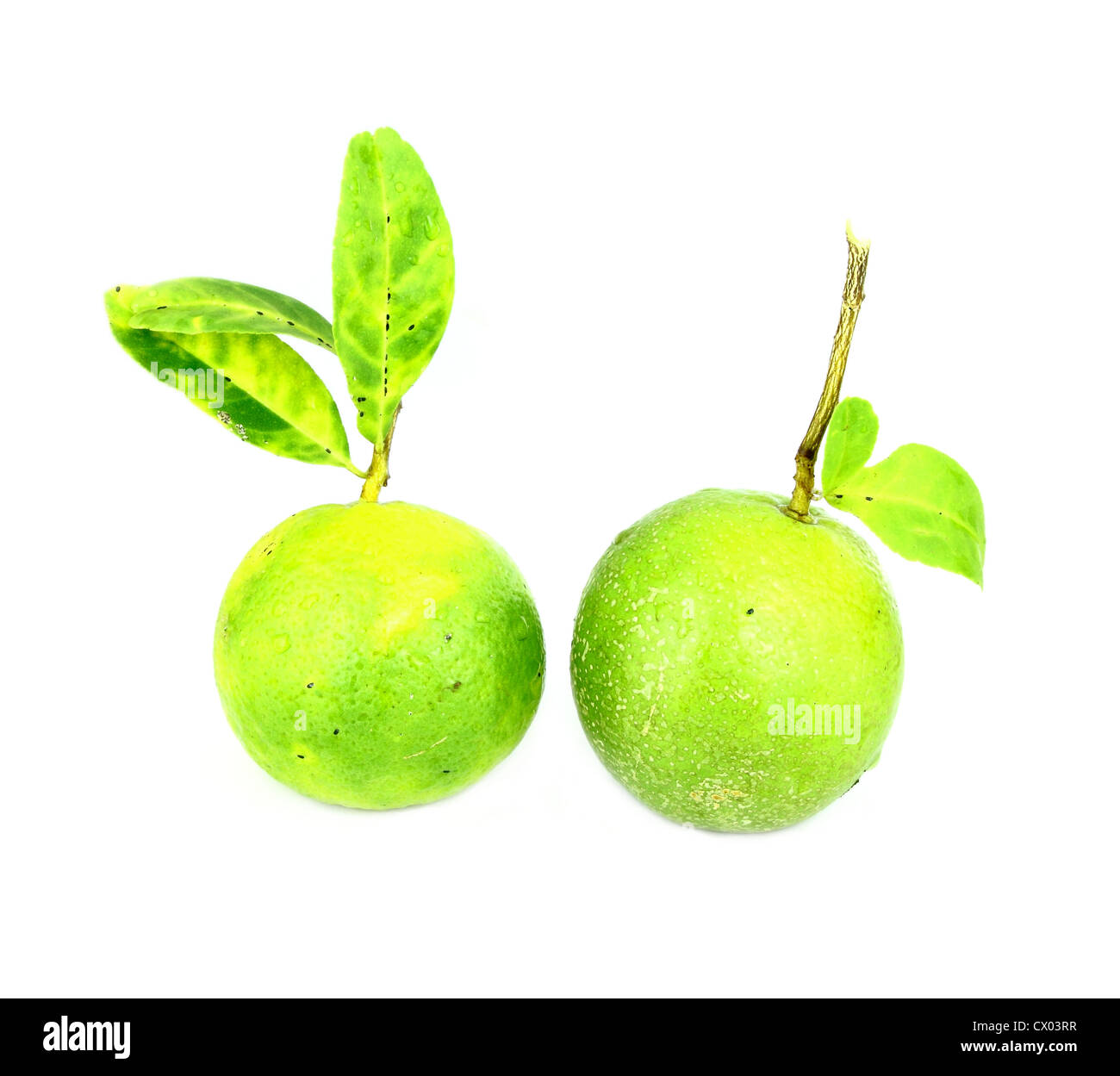 two lemon on white background Stock Photo - Alamy