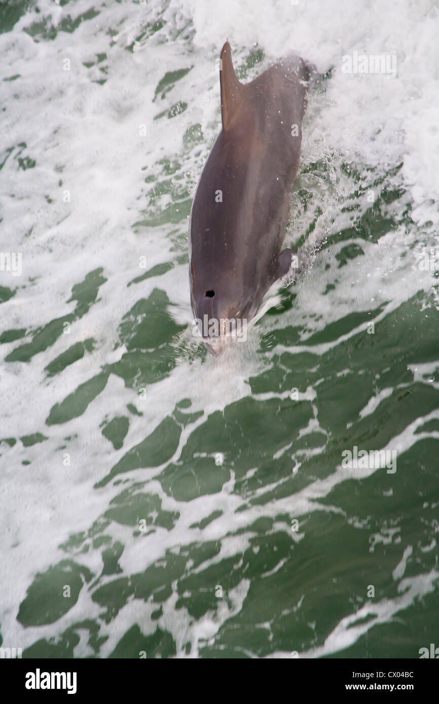 Dolphin following boat hi-res stock photography and images - Alamy