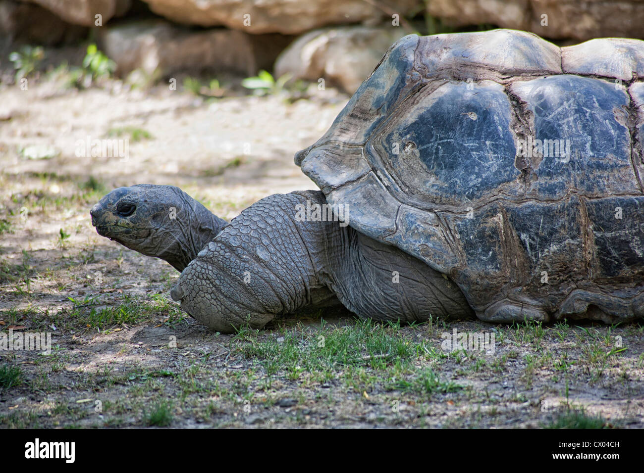 Zoo Tortoise High Resolution Stock Photography and Images - Alamy
