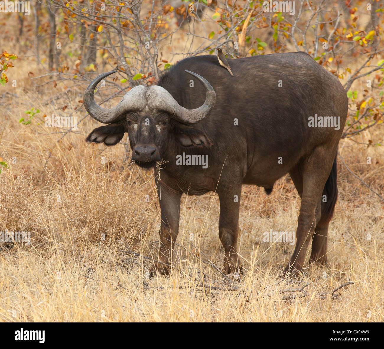 Buffalo feeding hi-res stock photography and images - Alamy