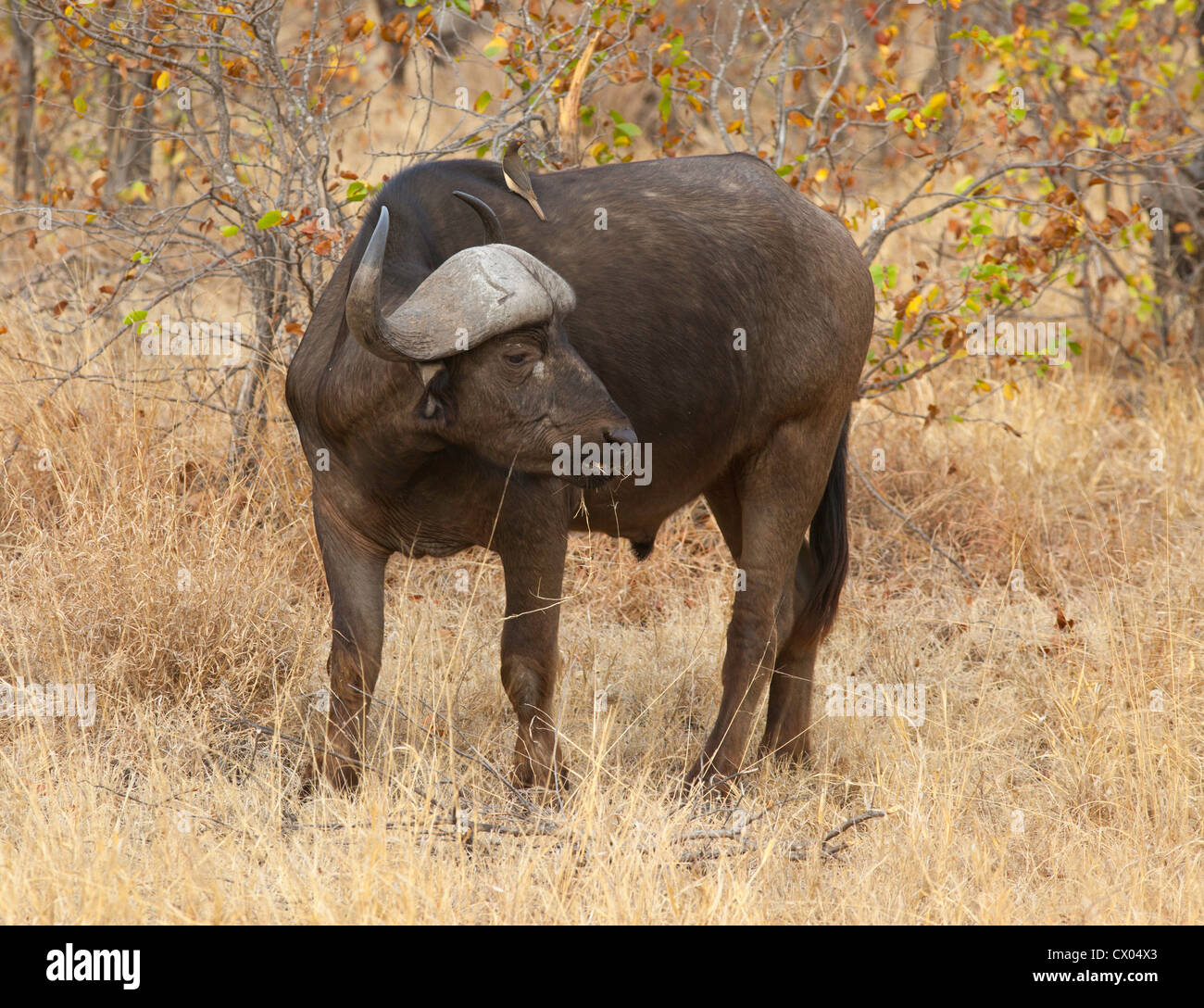 Buffalo feeding hi-res stock photography and images - Alamy