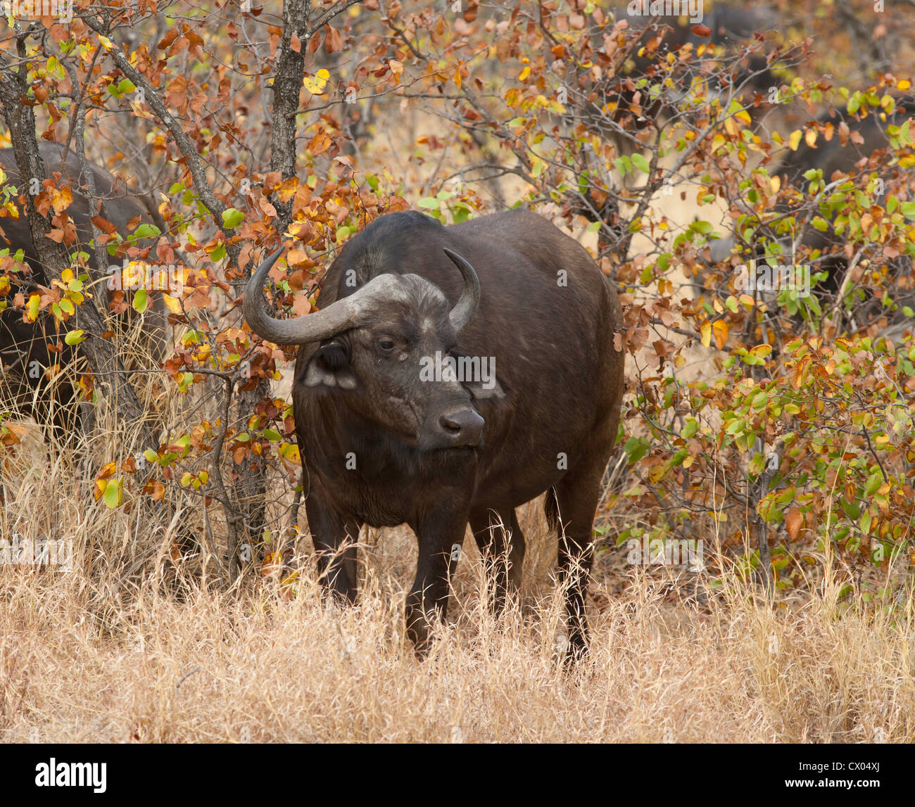 buffalo in mopani bush Stock Photo - Alamy