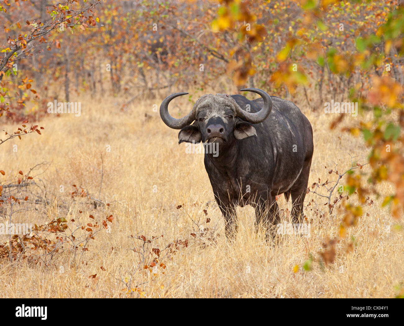 buffalo in mopani bush Stock Photo - Alamy