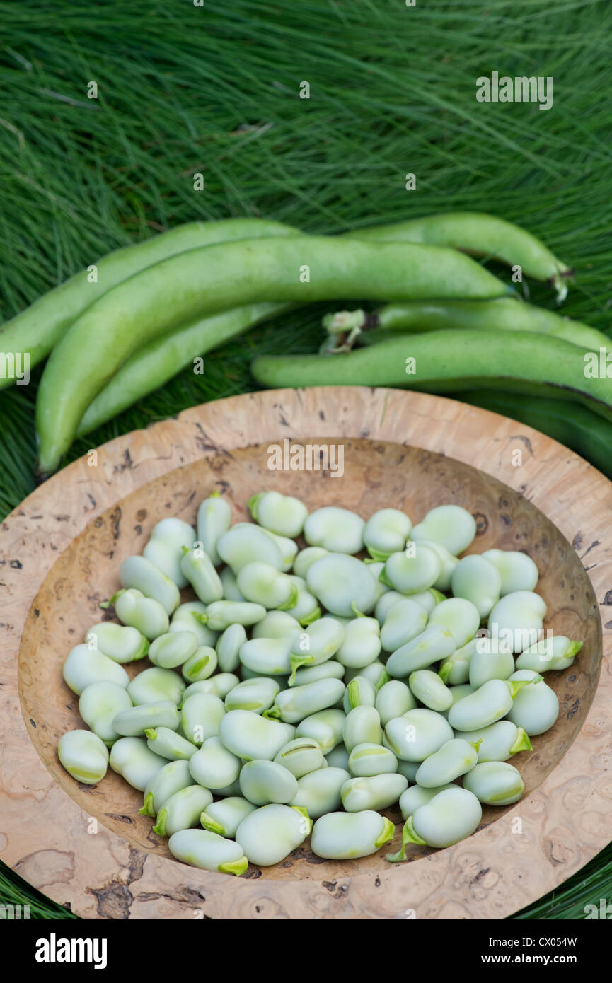 Food crop vegetable home grown garden bean broad beans hi-res stock ...