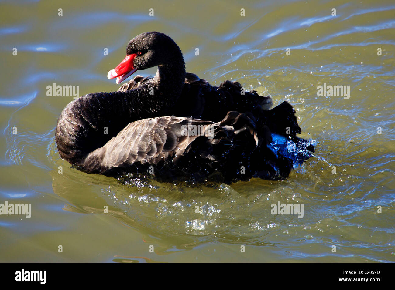 Black Swan Cygnus atratus preening itself - splashing in water Stock ...