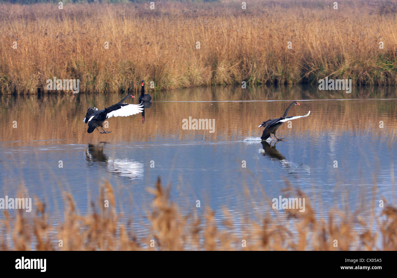 Australian native water birds hi-res stock photography and images - Alamy