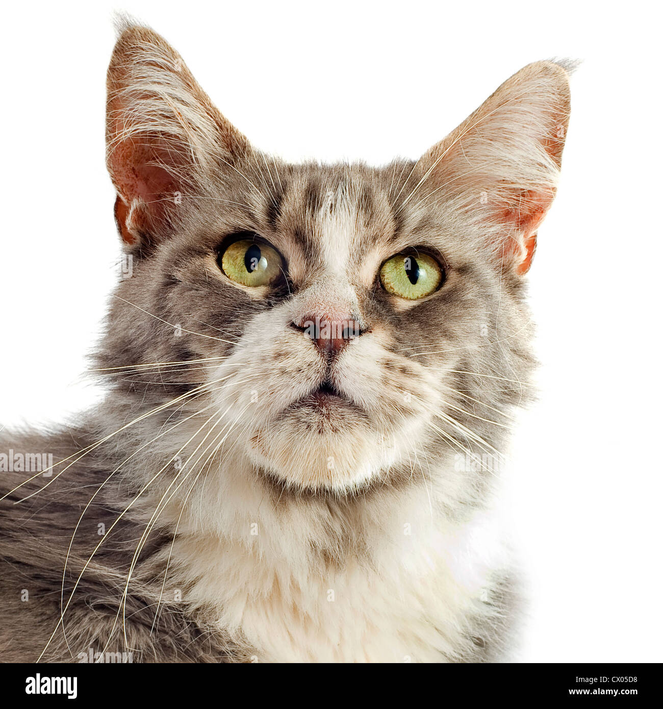 portrait of a purebred maine coon cat on a white background Stock Photo ...