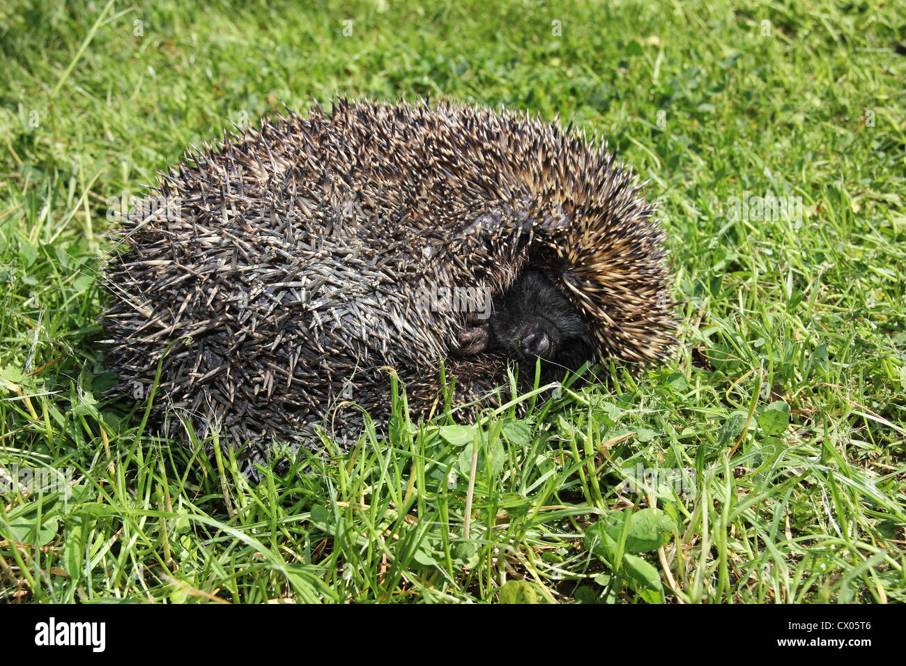 Young hedgehog sleeping in the grass Stock Photo - Alamy