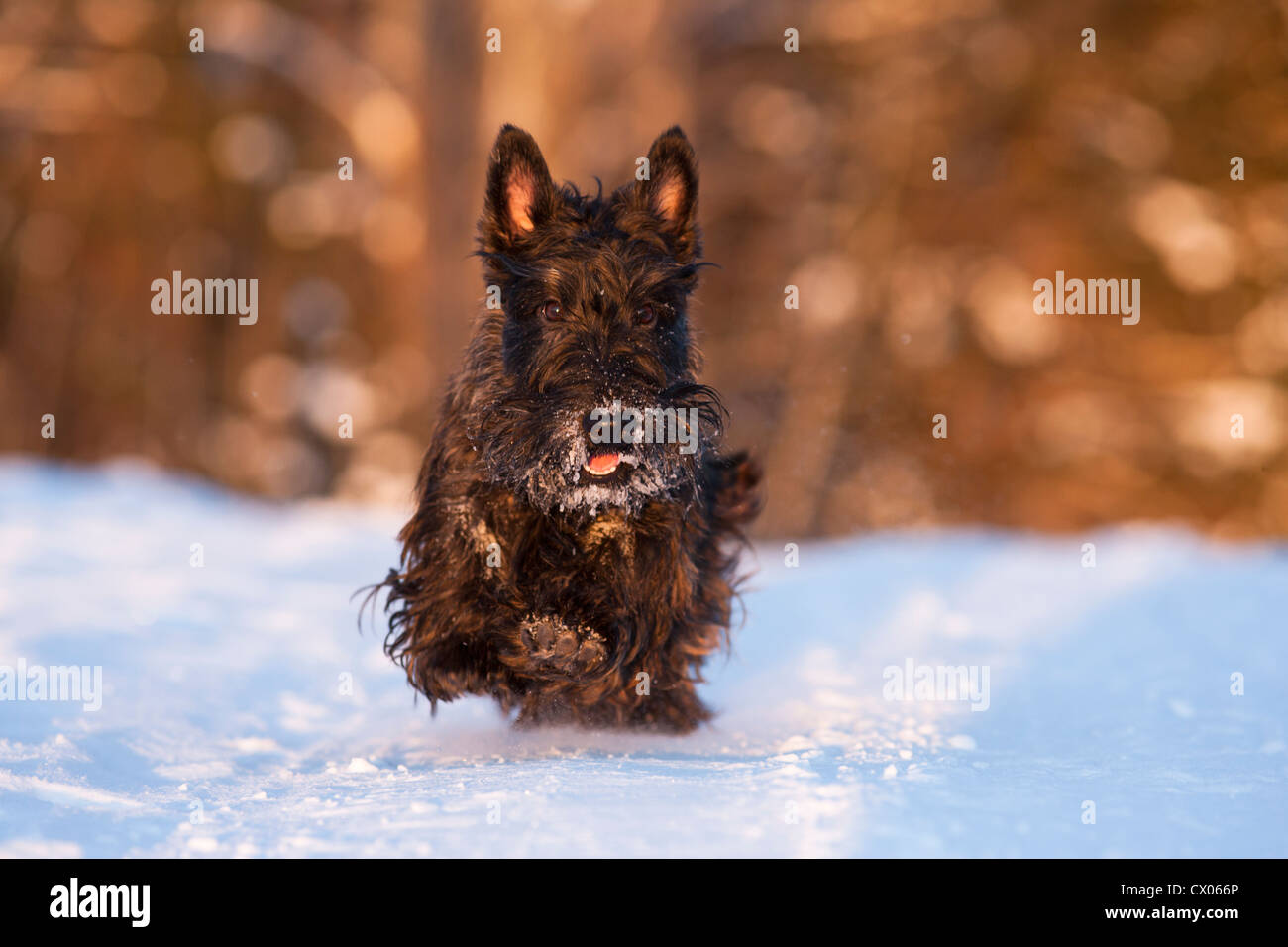 Scottish terrier running in snow hi-res stock photography and images ...