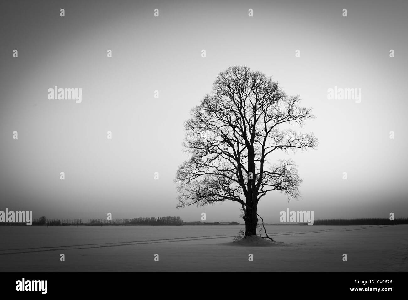 Upright tree Black and White Stock Photos & Images - Alamy