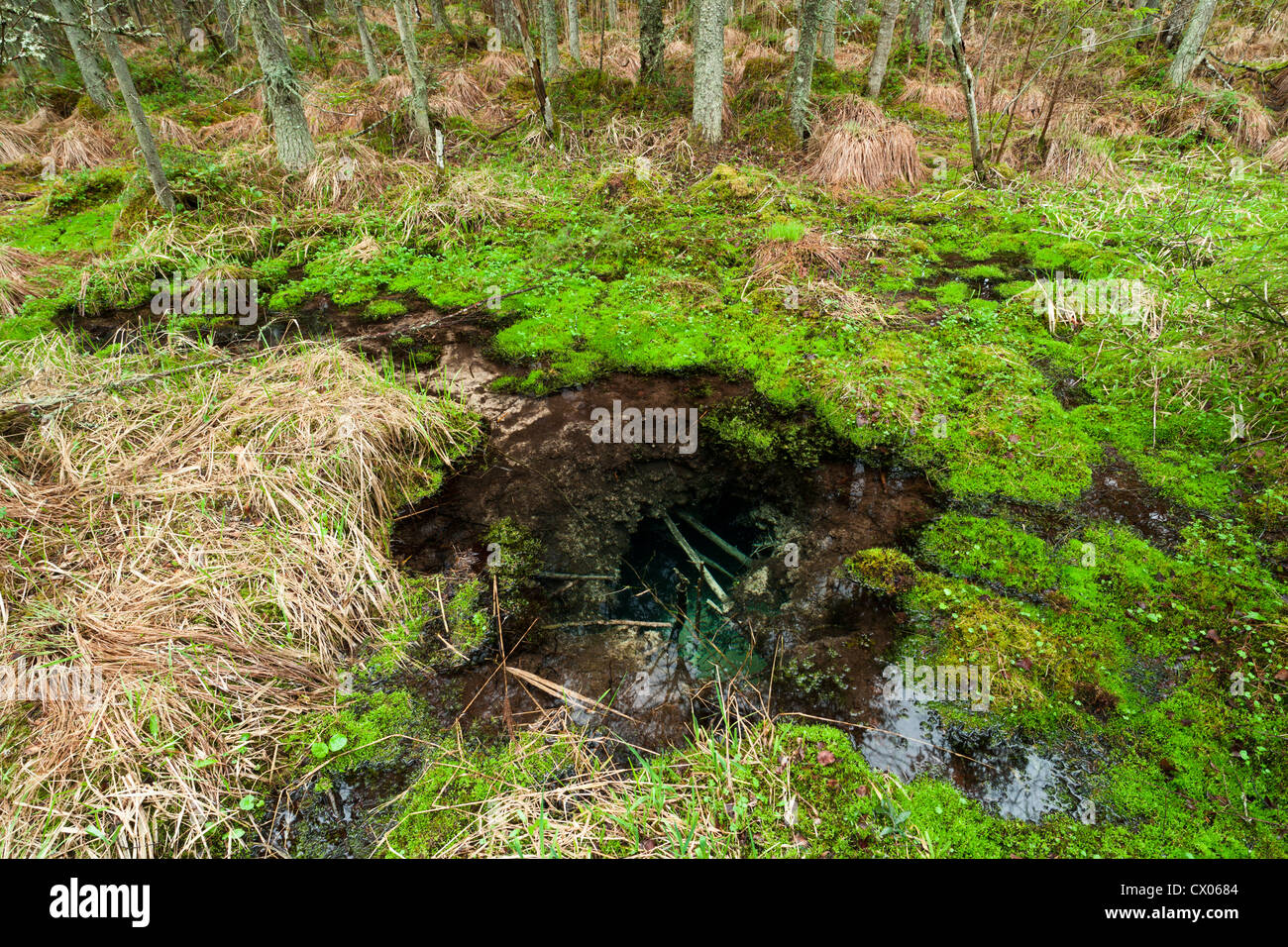 Spring woodland vegetation hi-res stock photography and images - Alamy