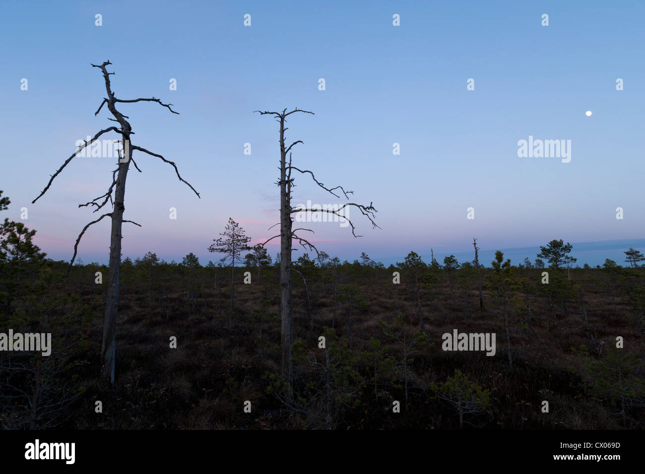 Bog at night hi-res stock photography and images - Alamy