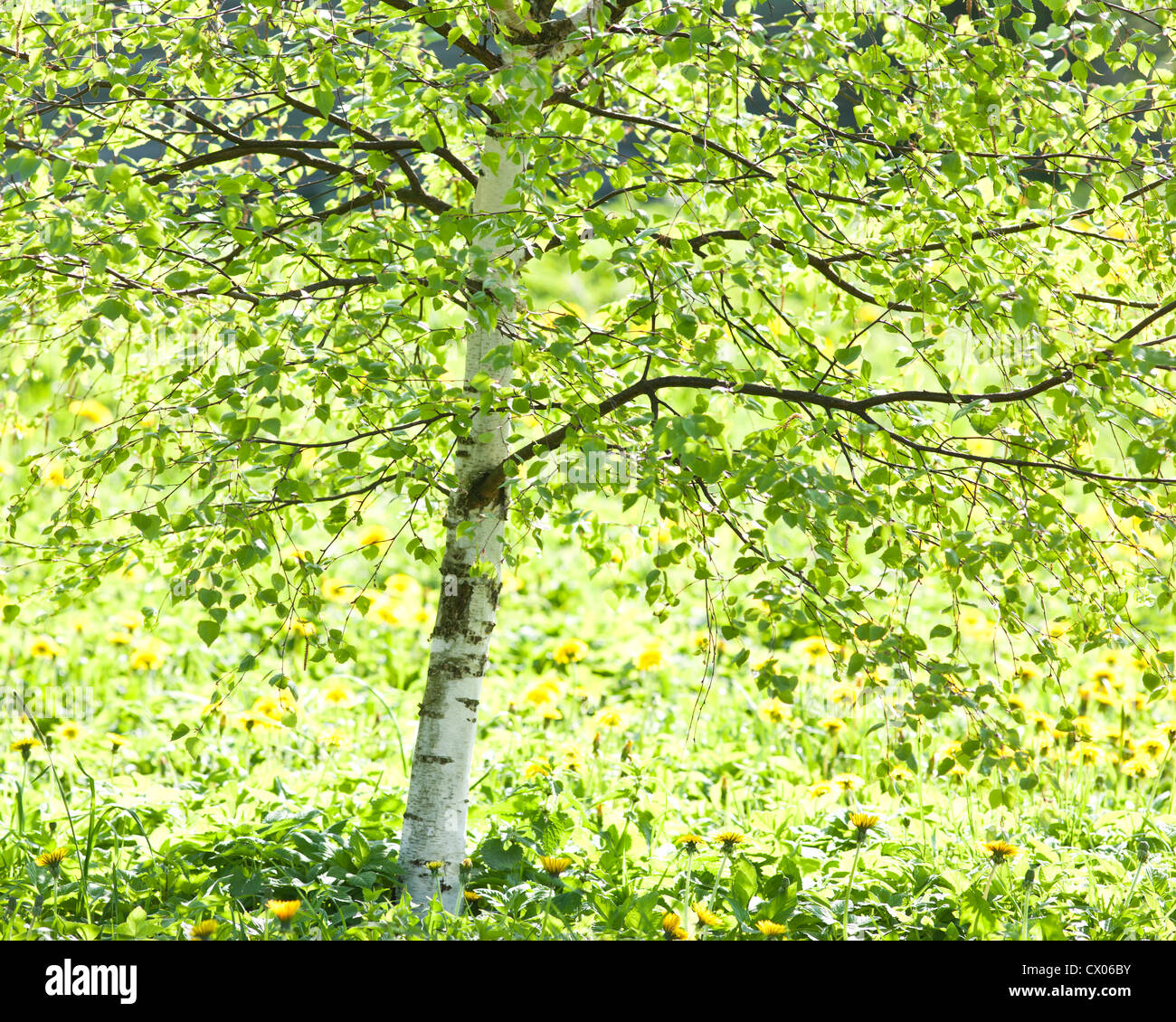 Betula pendula spring hi-res stock photography and images - Alamy