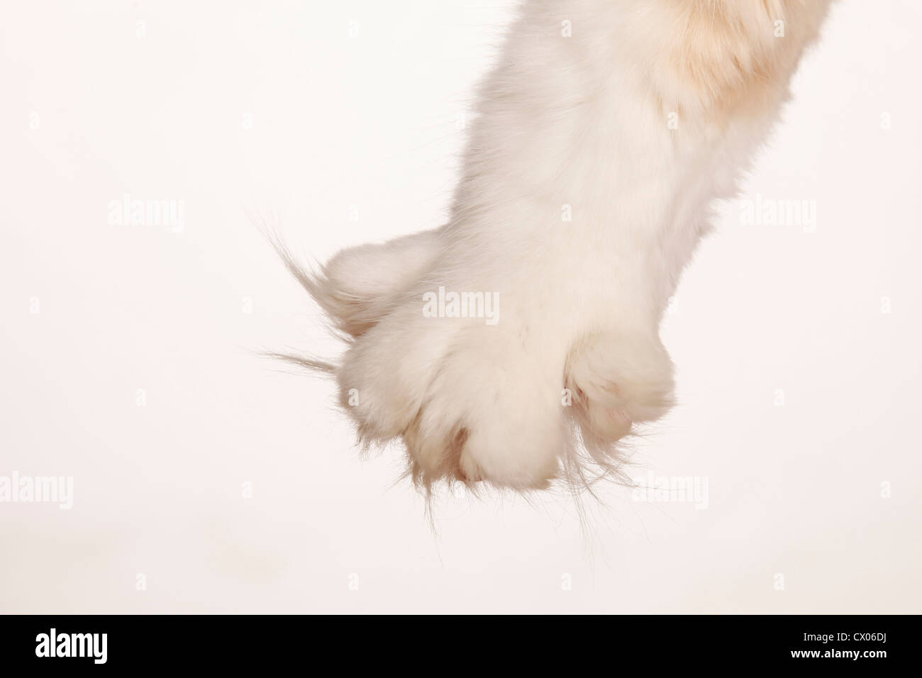 forest cat paw Stock Photo - Alamy