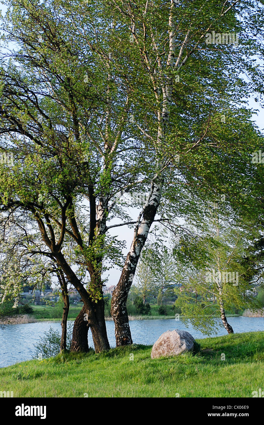 The lake shore, stone and trees of birch in the spring Stock Photo - Alamy