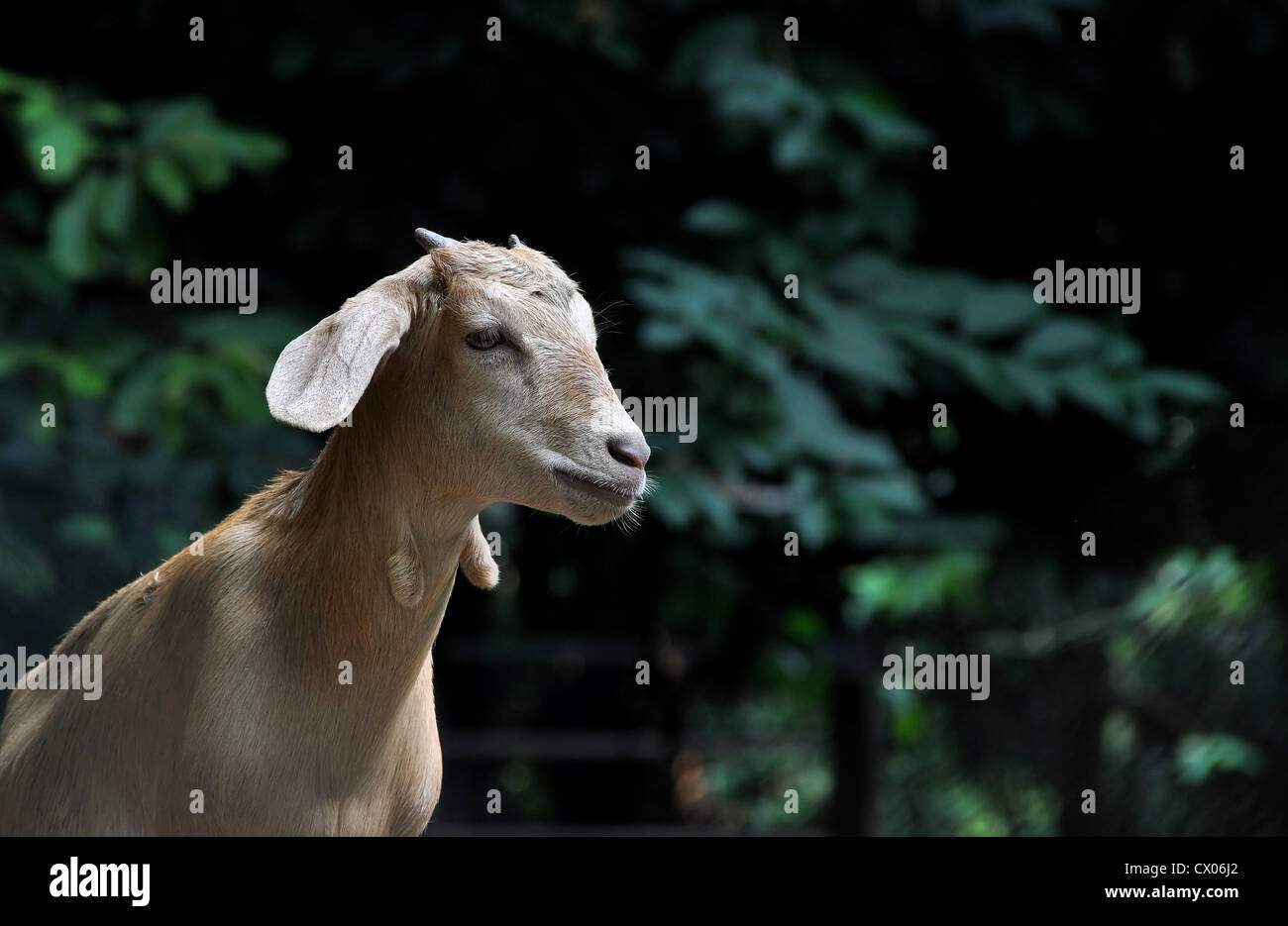 Portrait brown goat hi-res stock photography and images - Alamy