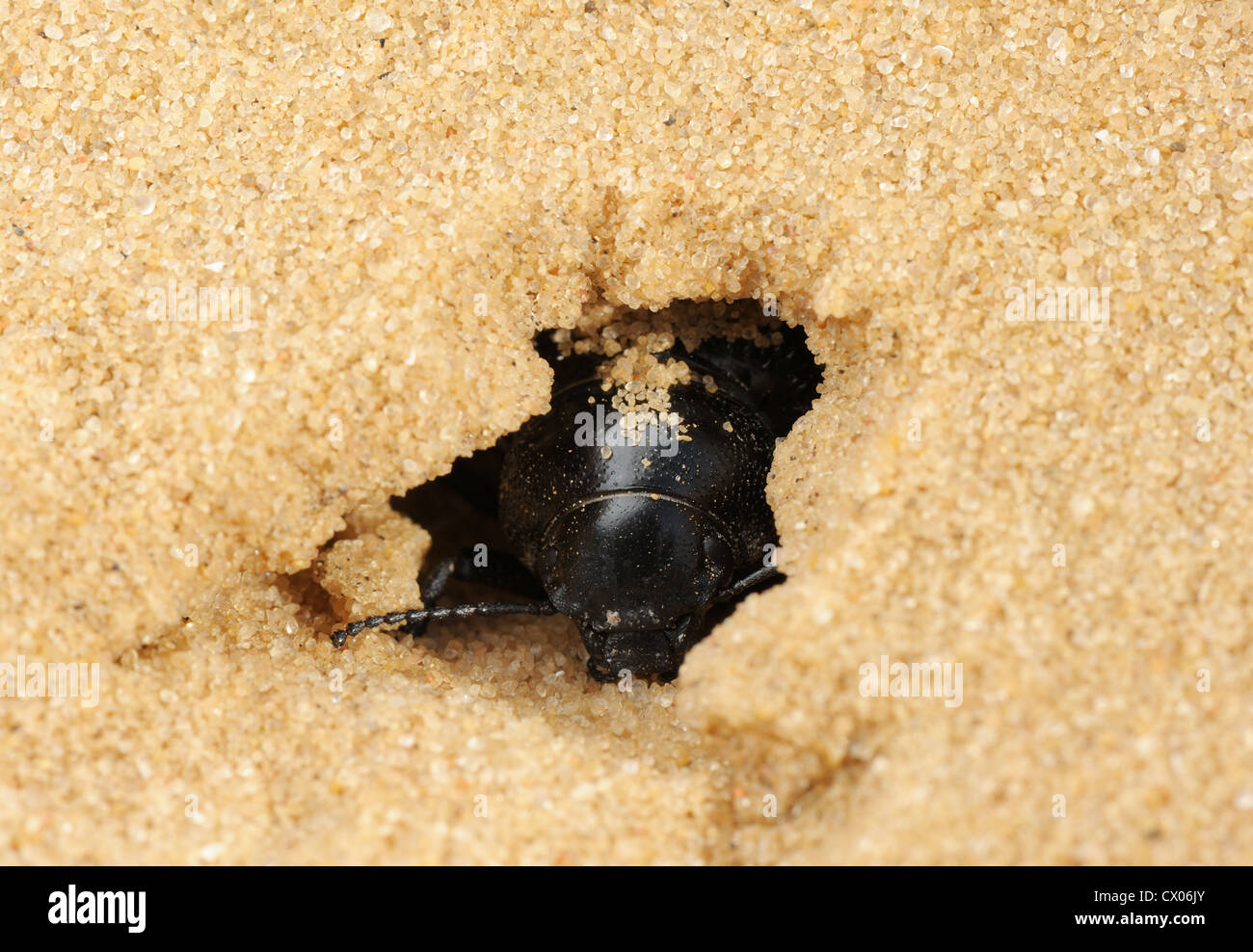 Darkling beetle in a hole in the sand, Israel Stock Photo - Alamy