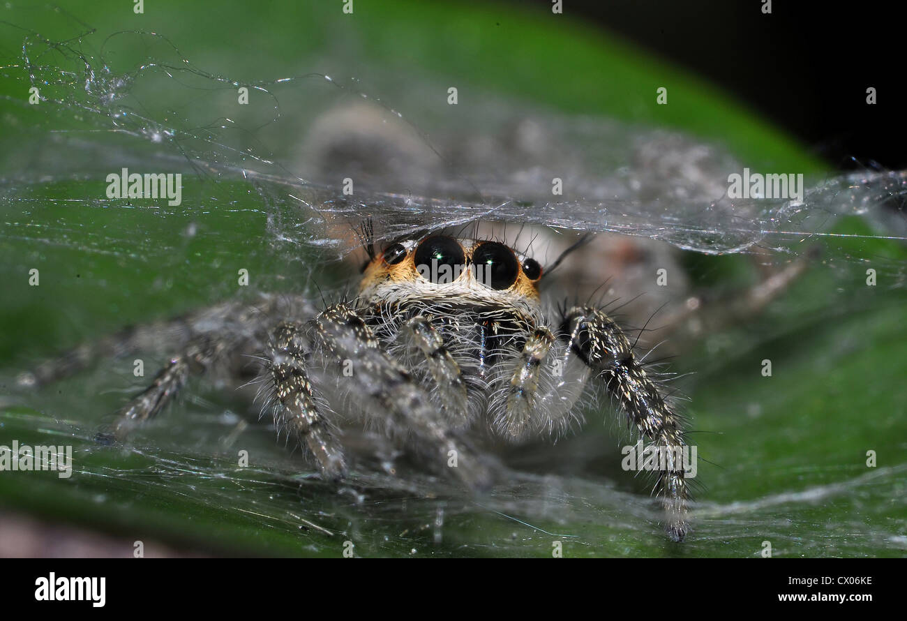 A spider in its nest Stock Photo - Alamy