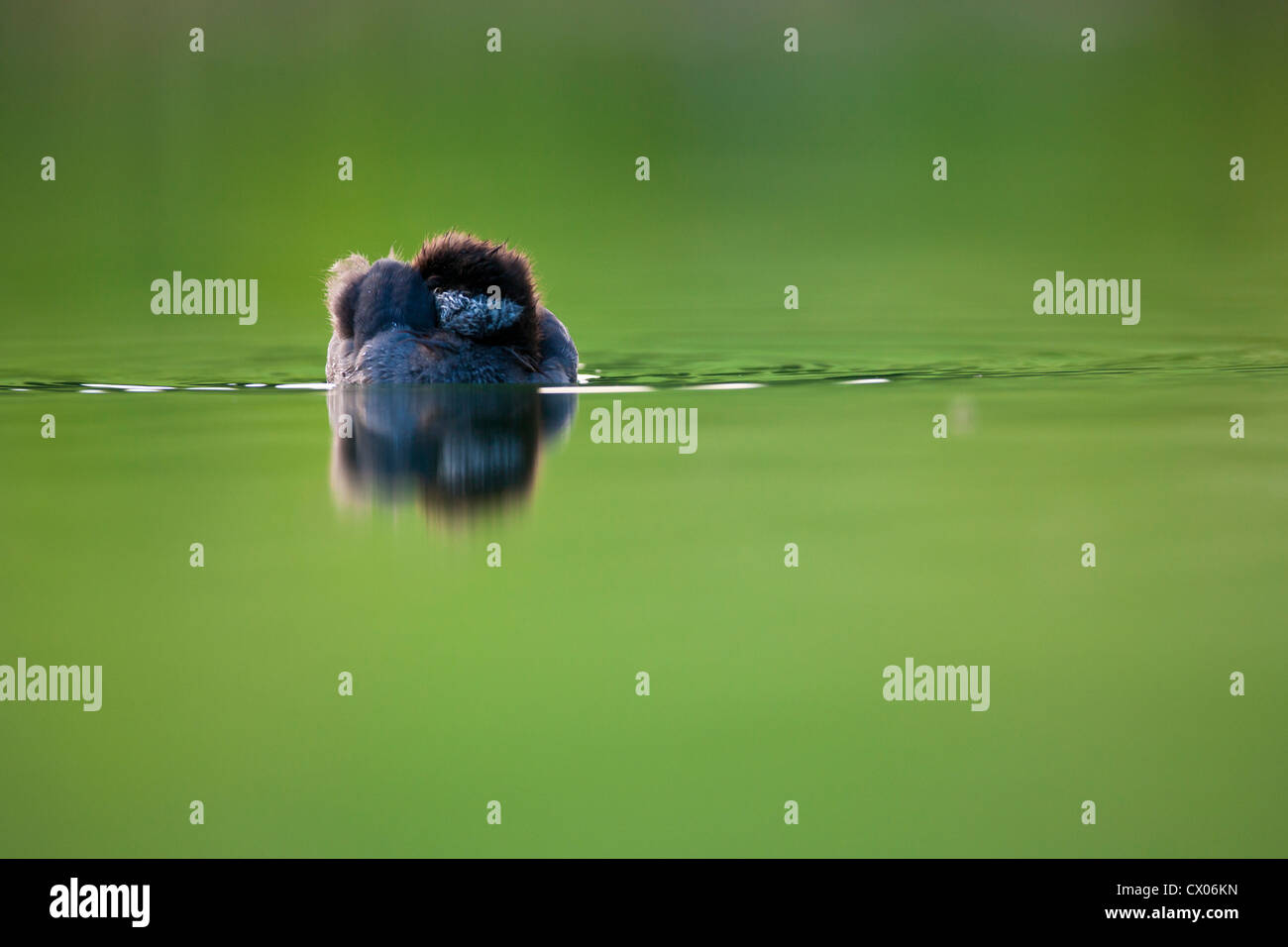 Young goldeneye sleeping Stock Photo - Alamy