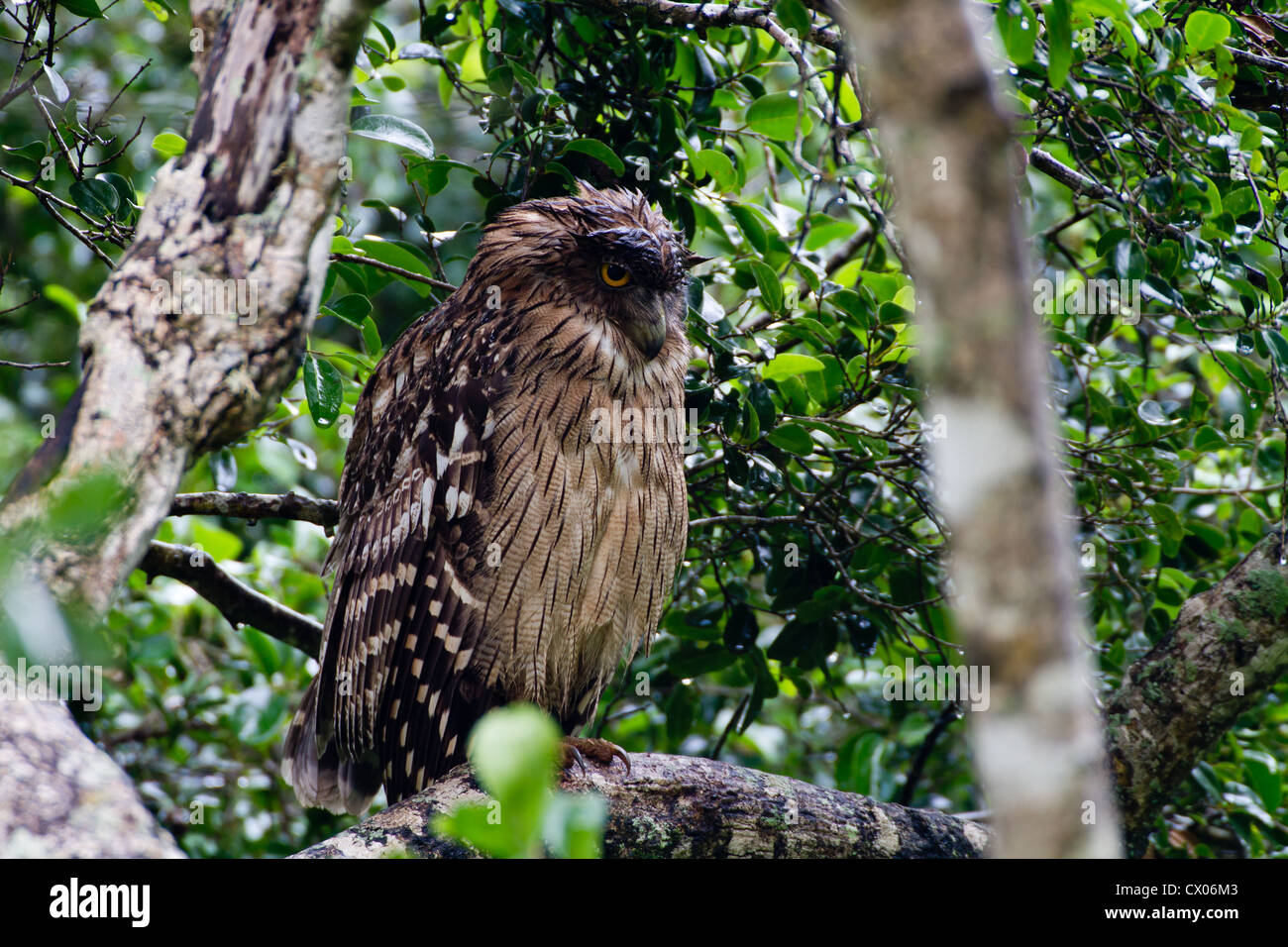 Brown Fish Owl (Bubo zeylonensis or Ketupa zeylonensis Stock Photo - Alamy