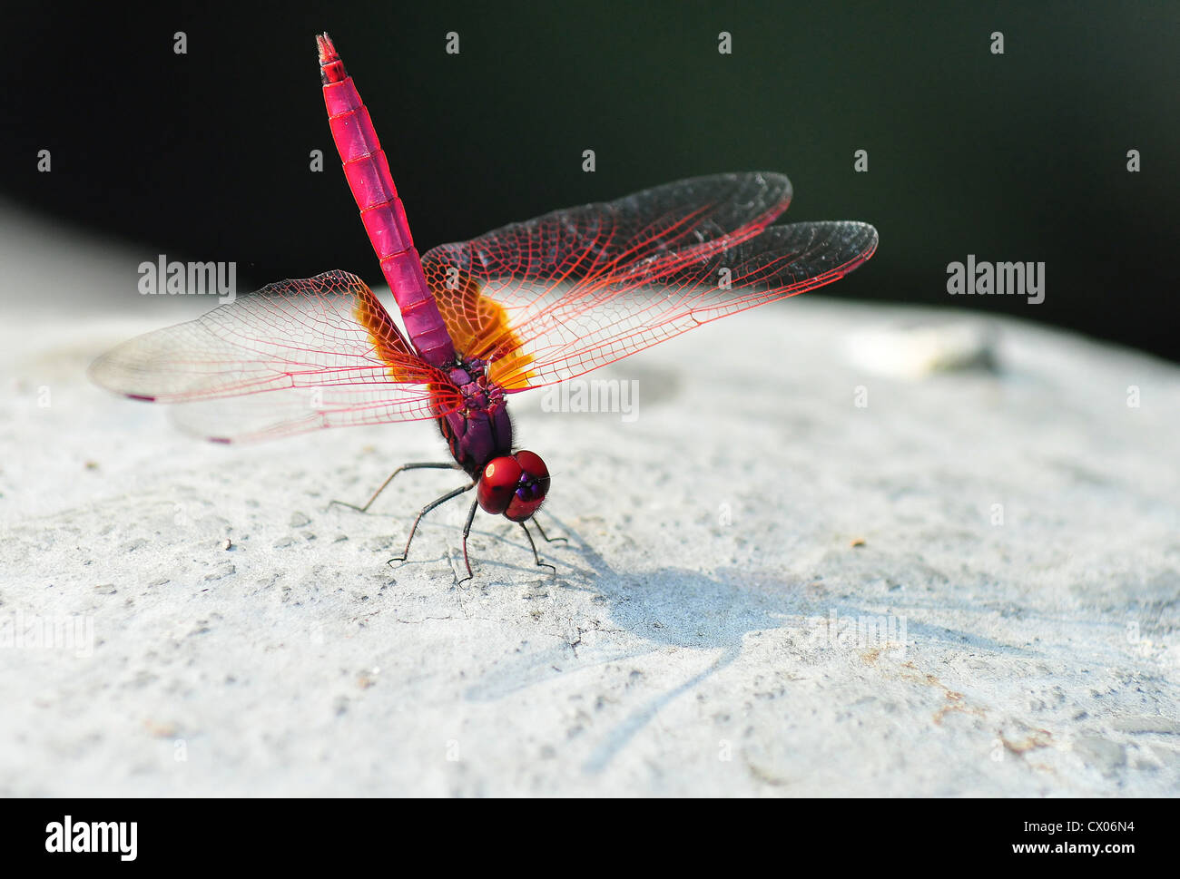 Rock with fly hi-res stock photography and images - Alamy