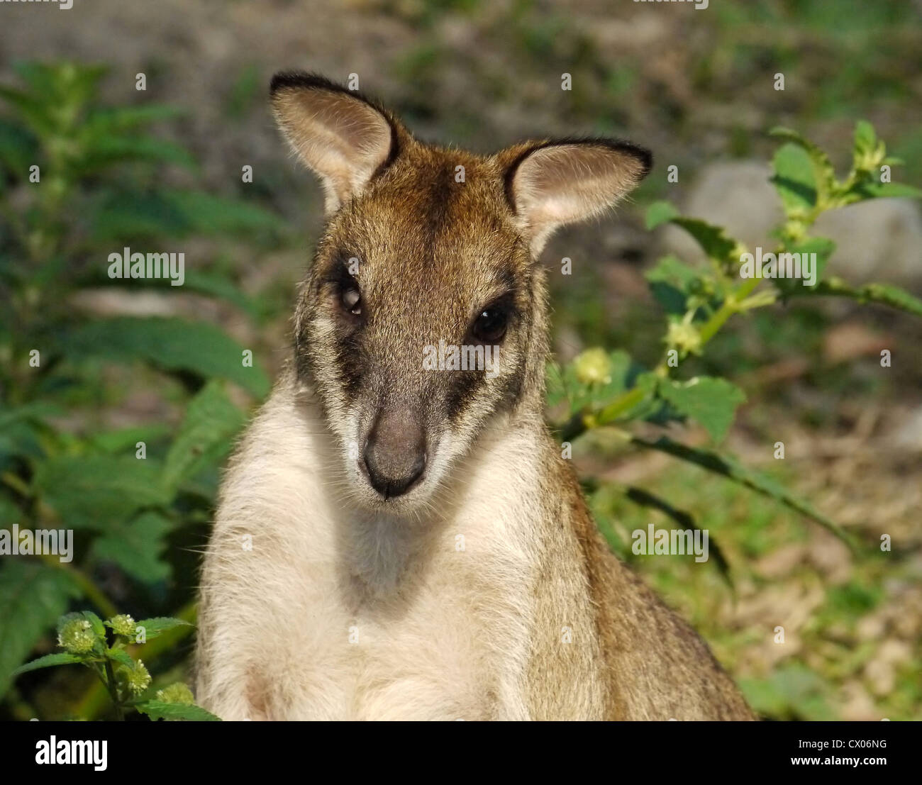 A portrait of a wallaby that has lost one of its eye Stock Photo - Alamy