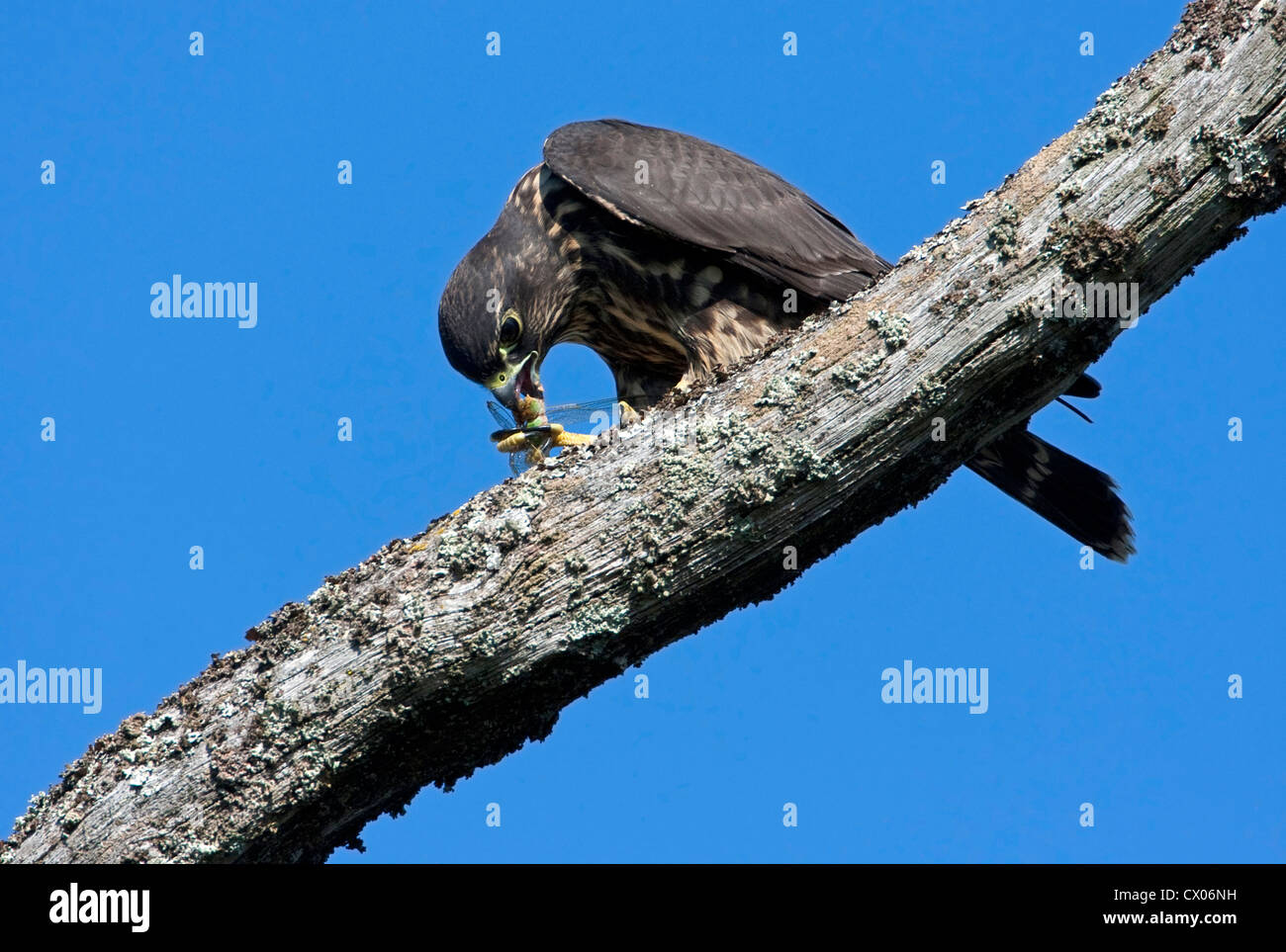 Merlin (Falco columbarius) eating a dragonfly on a branch at Buttertubs ...