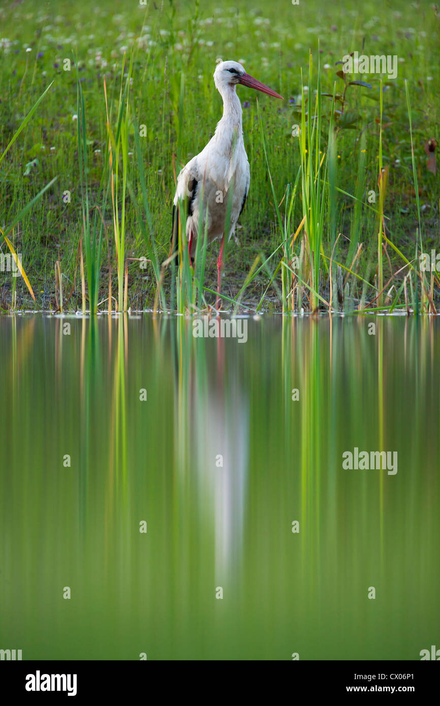 White stork by the pool Stock Photo - Alamy