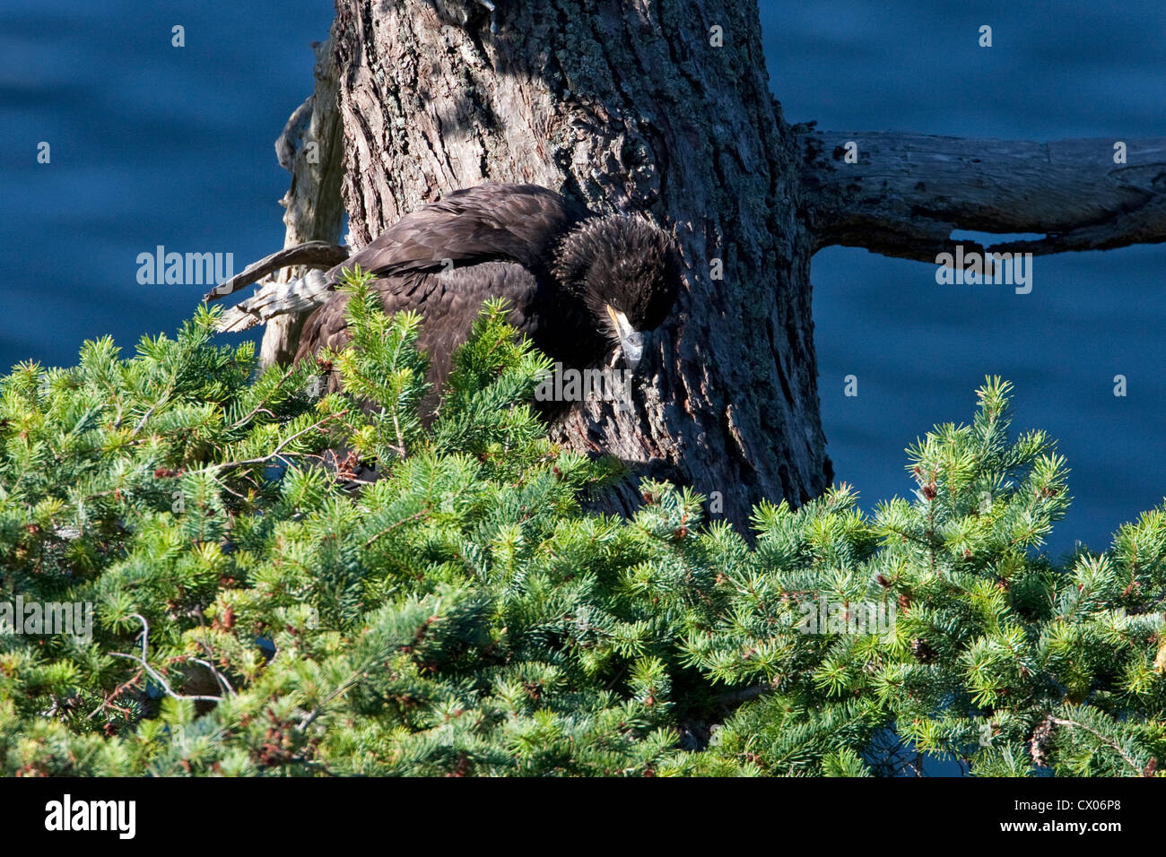 Bald eagle perched on branch hi-res stock photography and images - Alamy
