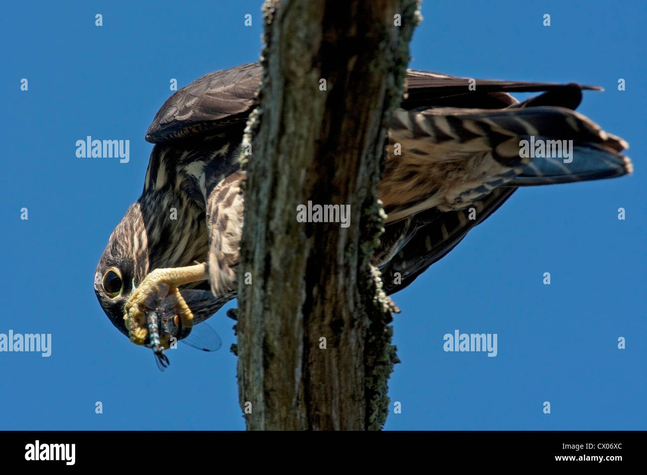 Dragonfly eating prey hi-res stock photography and images - Alamy