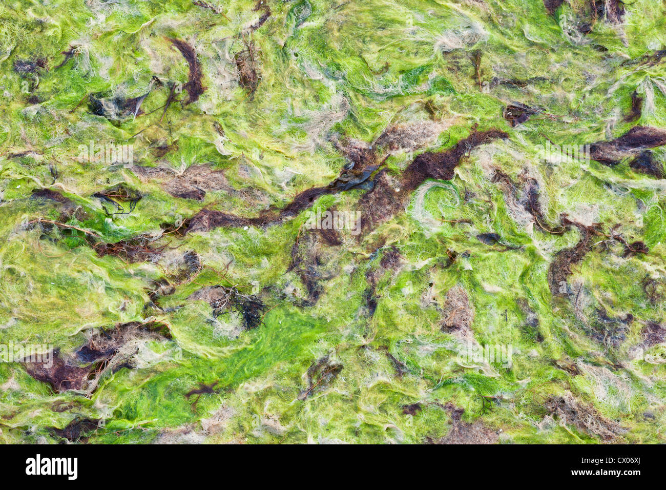 Algae on beach Stock Photo - Alamy