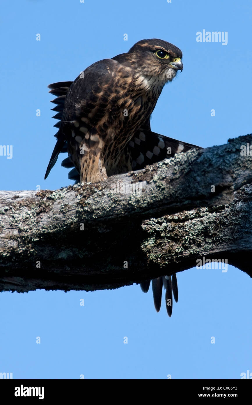 Merlin (Falco columbarius) perched on a branch stretching his wings at ...