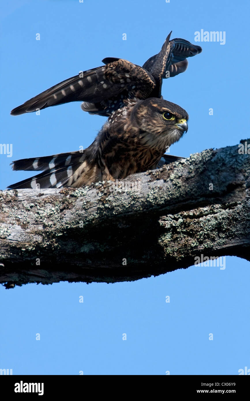 Merlin falco columbarius stretching hi-res stock photography and images ...