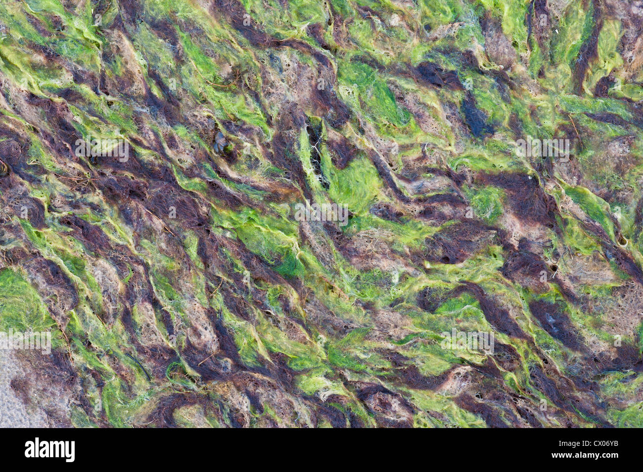 Algae on beach Stock Photo - Alamy
