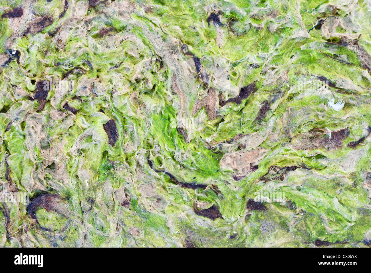Algae on beach Stock Photo - Alamy