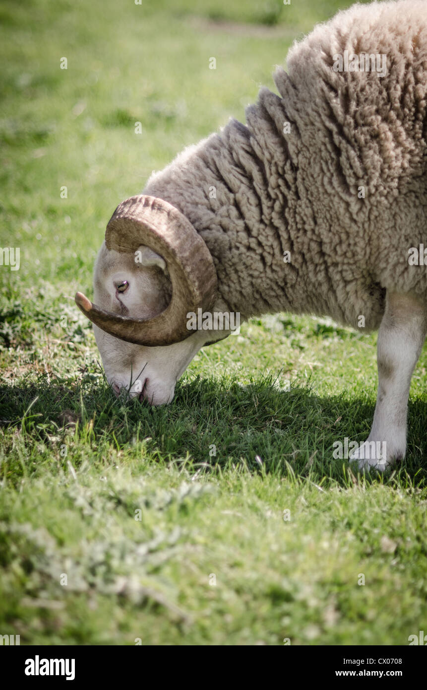 Rare breed ewe hi-res stock photography and images - Alamy