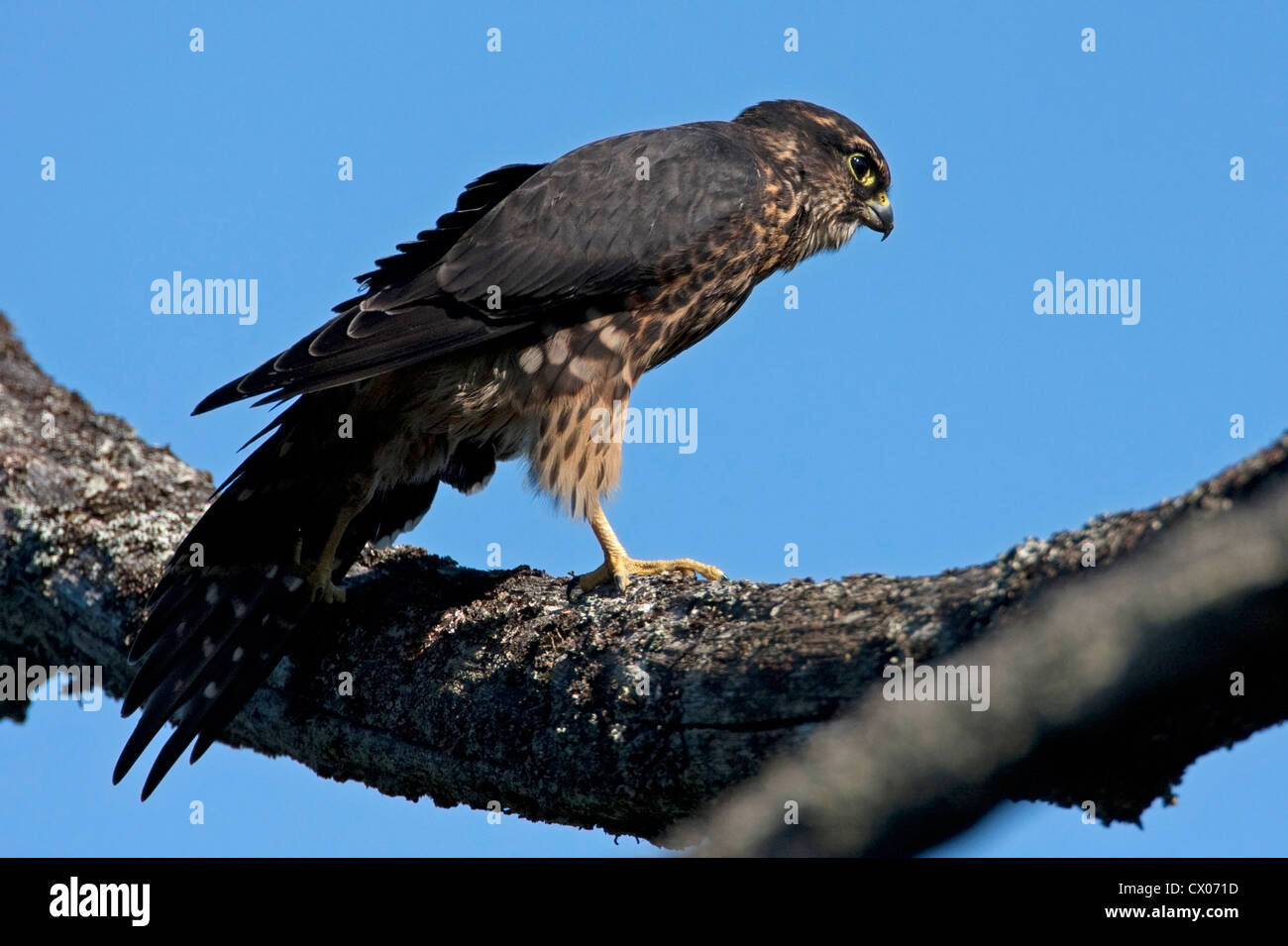 Merlin (Falco columbarius) perched on a branch stretching his wings at ...