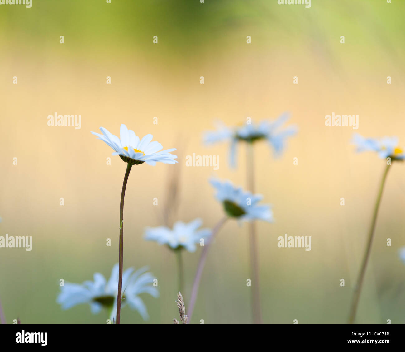 Ox-eye daisy in flower Stock Photo - Alamy