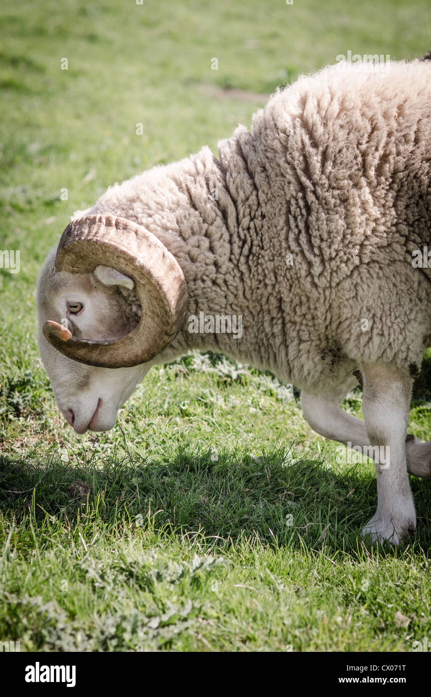 Rare breed ewe hi-res stock photography and images - Alamy