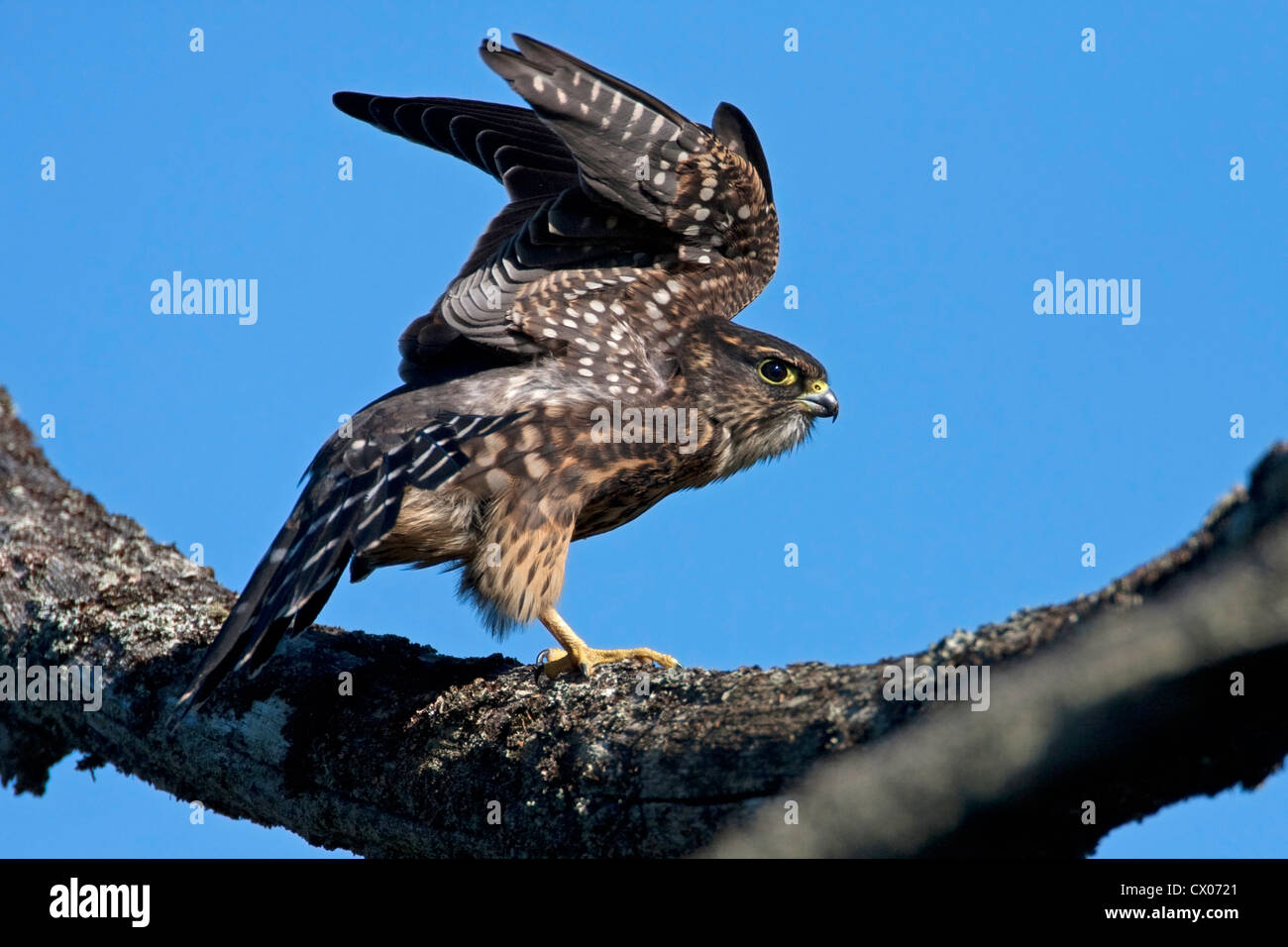 Merlin (Falco columbarius) perched on a branch stretching his wings at ...