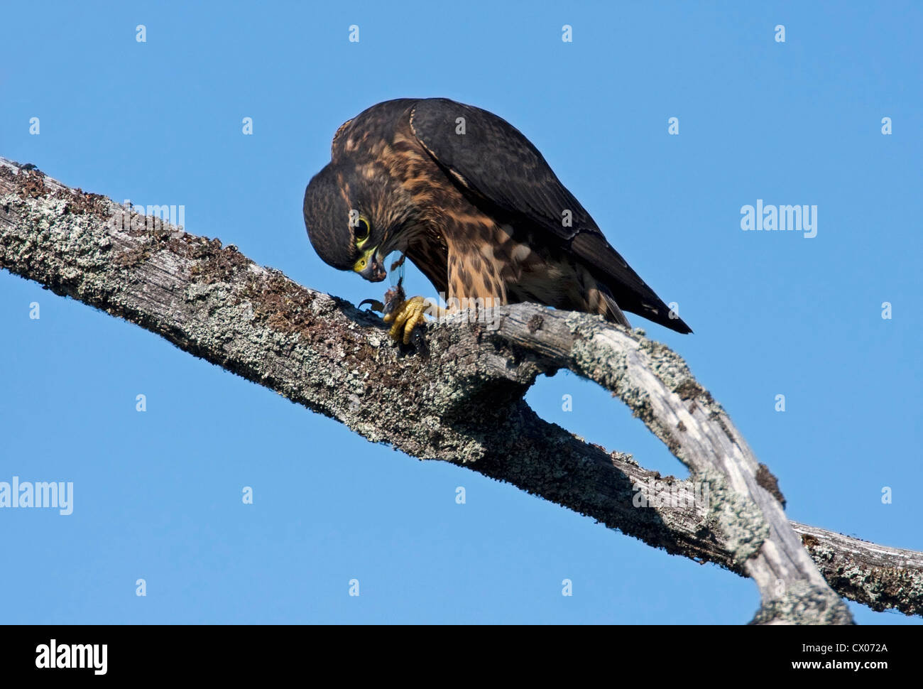 Merlin (Falco columbarius) eating a dragonfly on a branch at Buttertubs ...