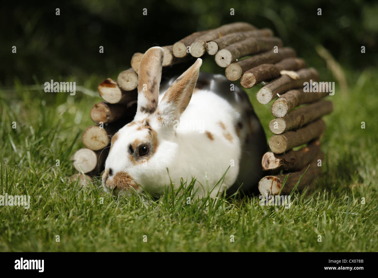 Bunny behaviour hi-res stock photography and images - Alamy