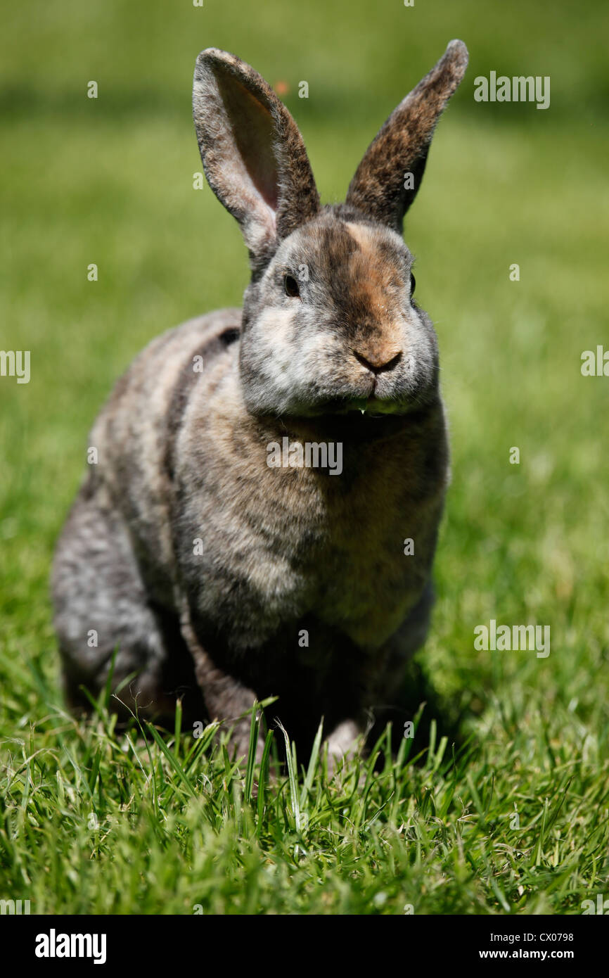 Begging bunny hi-res stock photography and images - Alamy