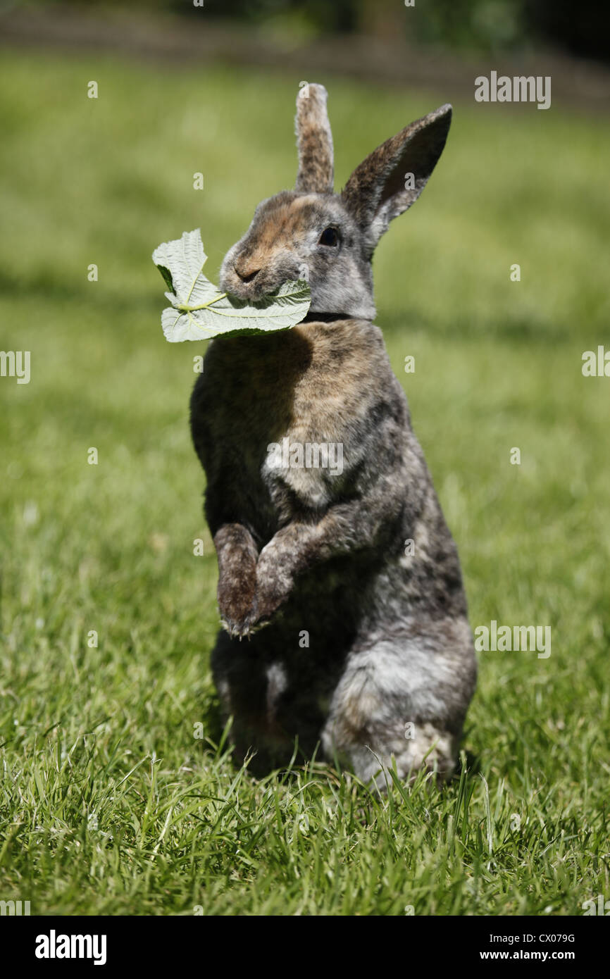 Begging Bunny High Resolution Stock Photography and Images - Alamy