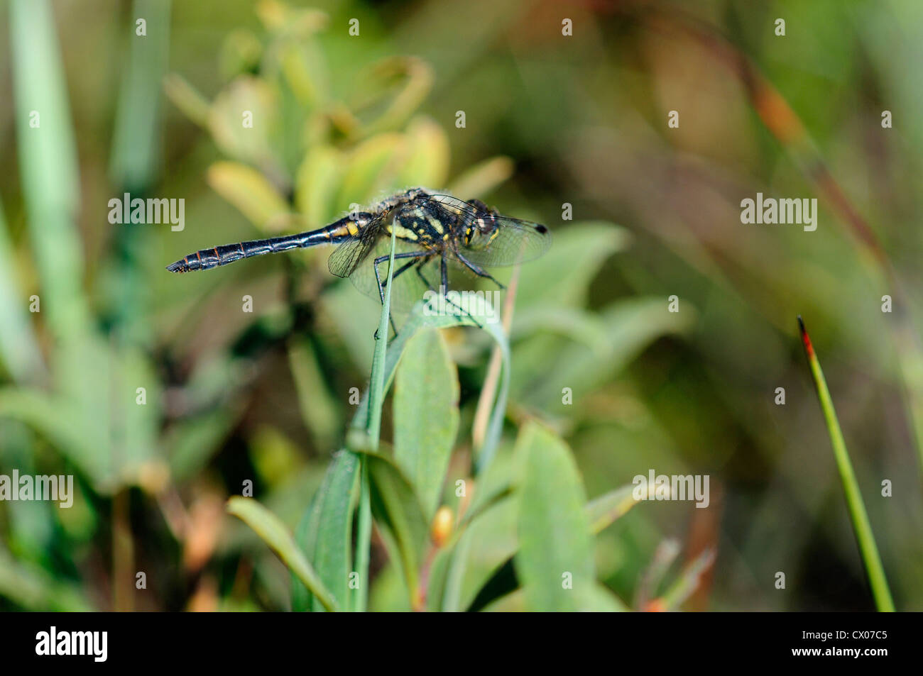 Black darters hi-res stock photography and images - Alamy