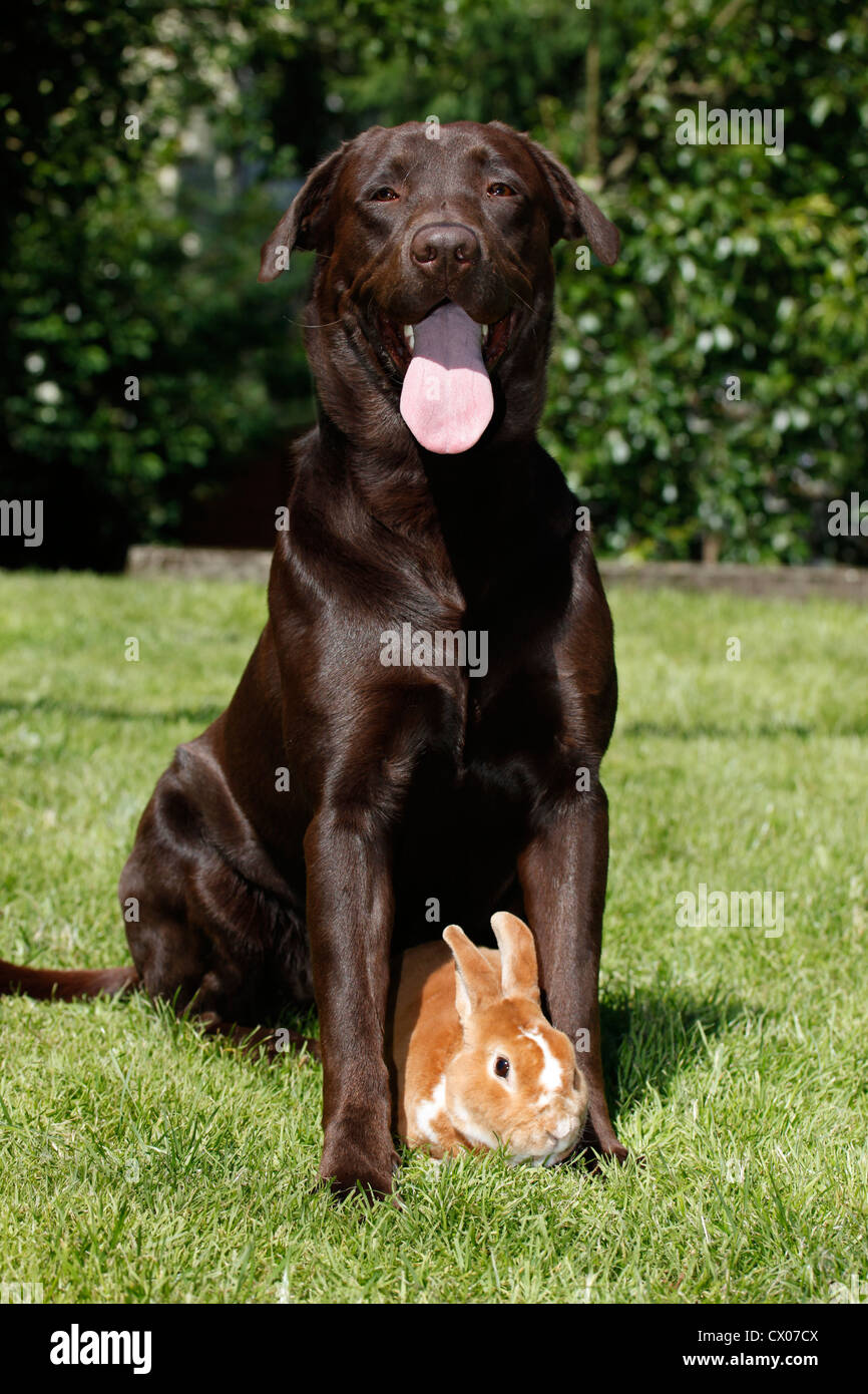 Dog with rabbit hi-res stock photography and images - Alamy