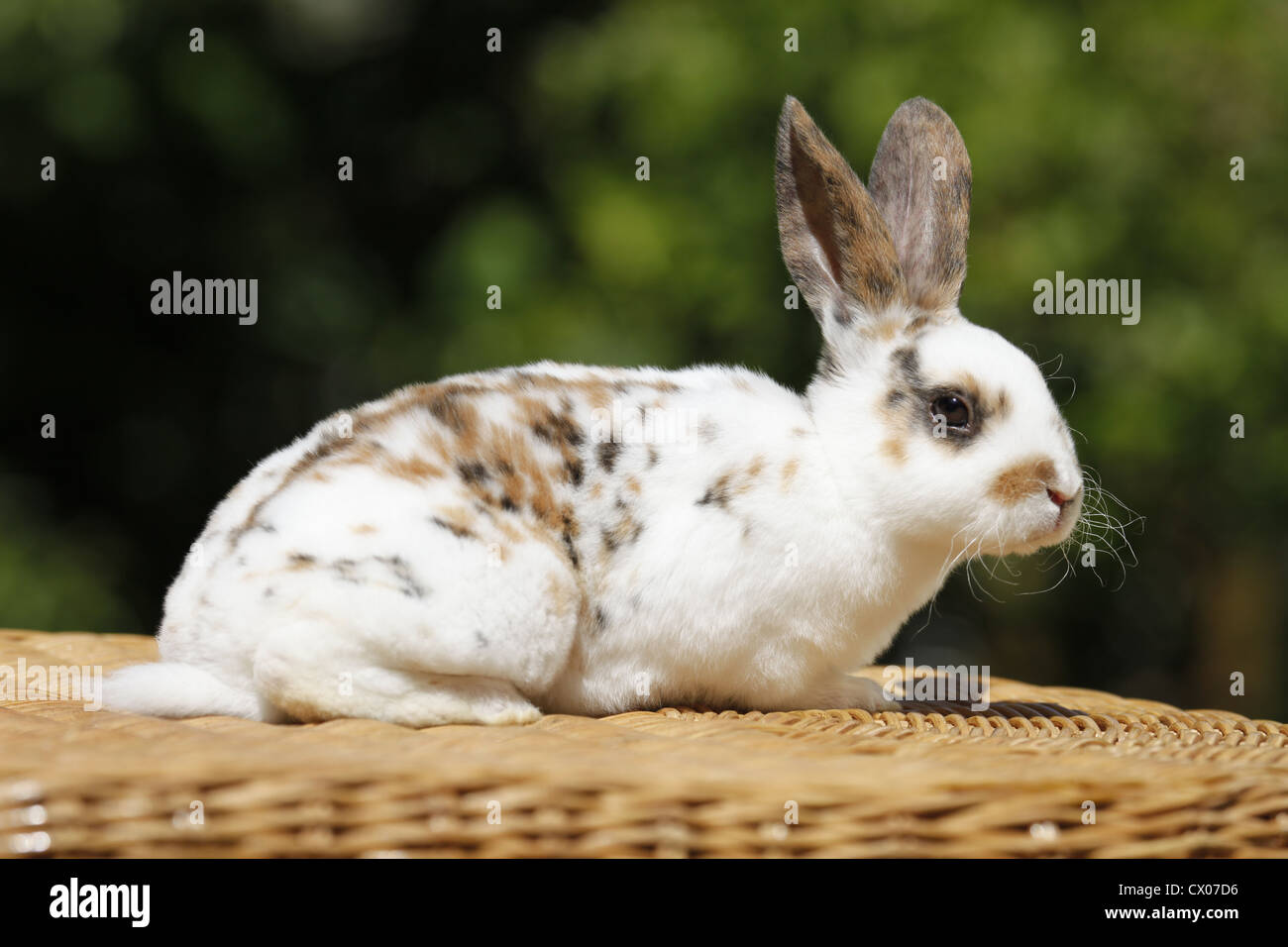 Bunny profile hi-res stock photography and images - Alamy