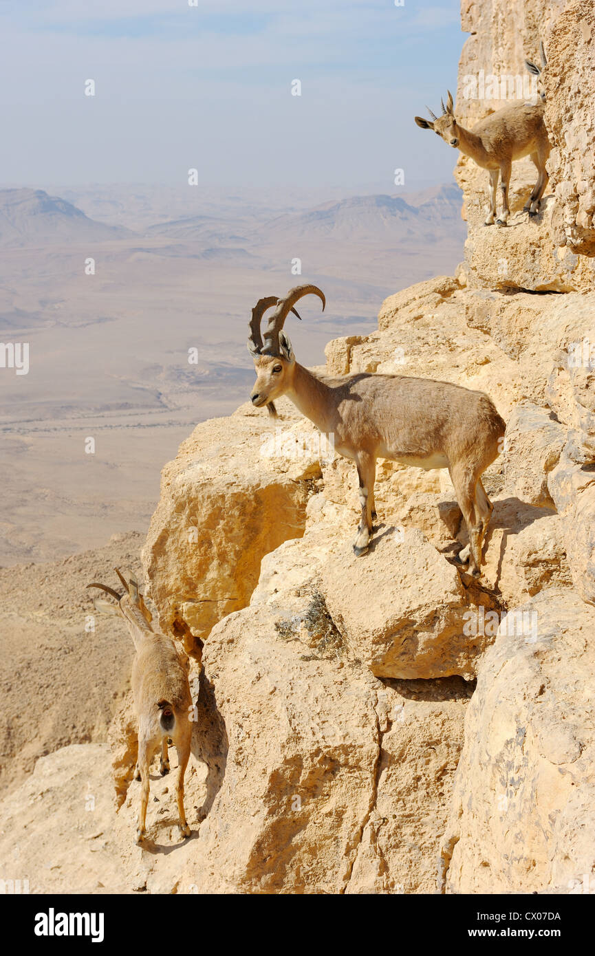 Israel goats hi-res stock photography and images - Alamy