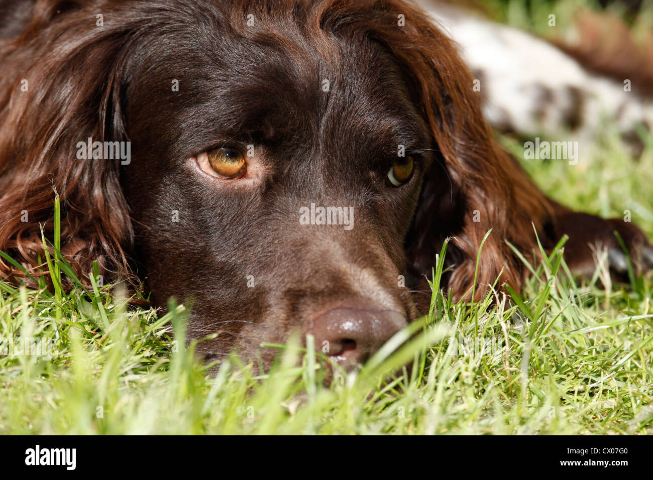 small munsterlander dog Stock Photo - Alamy